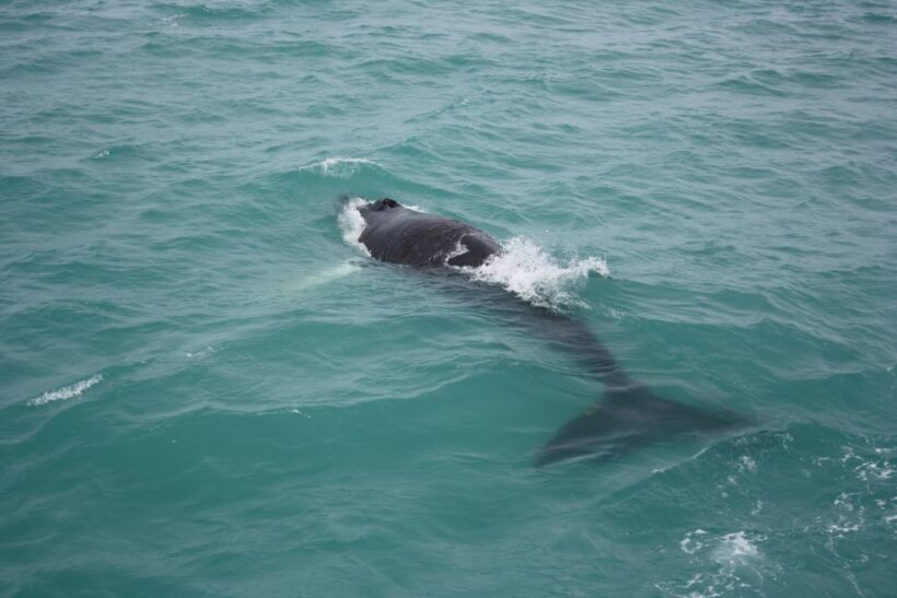 From Reykjavik: Whale Watching Tour - An Honest Look at the Whale Watching Experience