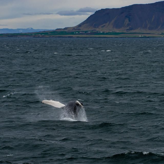 From Reykjavik: Whale Watching Tour - Practical Tips for Travelers