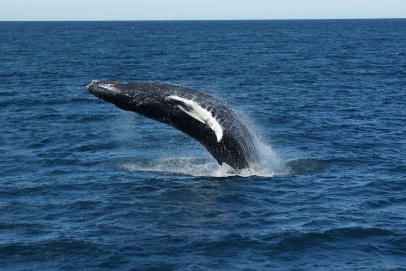From Reykjavik: Whale Watching Tour - Reviews and Authentic Voices