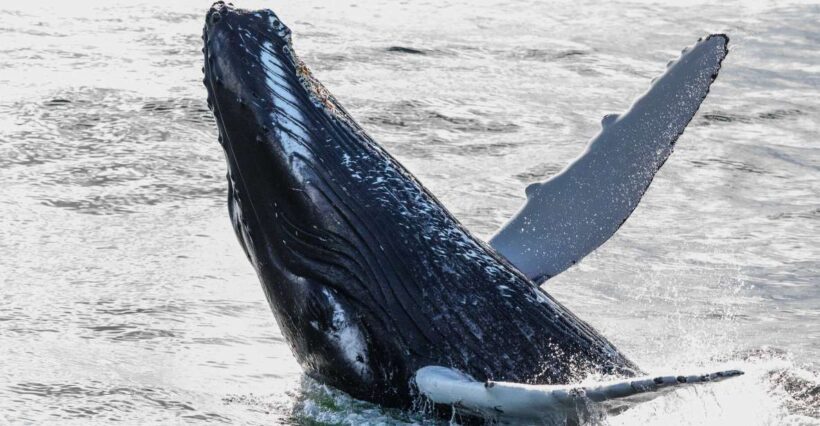 From Reykjavik: Whales and Northern Lights Boat Tour - Key Points