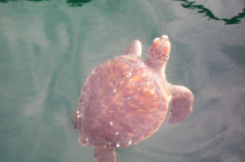 From Rio: Arraial do Cabo - The Brazilian Caribbean Daytrip - The Value of This Experience