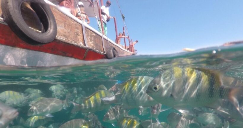 From Rio de Janeiro: Ilha Grande Day Trip - Final Thoughts