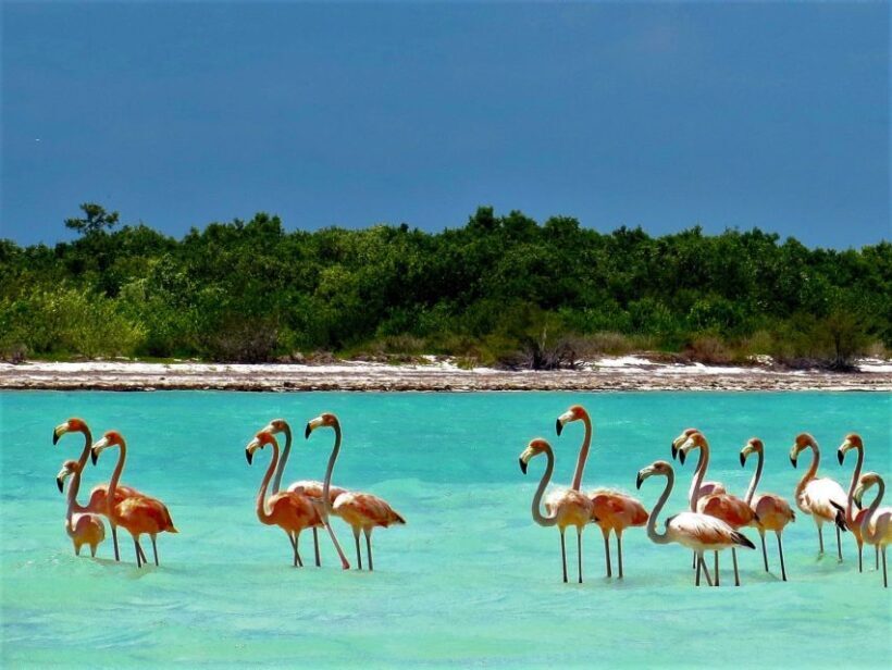 From Riviera Maya: Holbox Full-Day Tour with Lunch - Final Thoughts: Is This Tour Right for You?