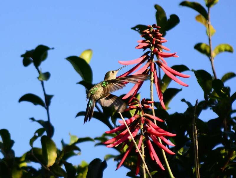 From Riviera Maya : Sian Ka'an Muyil Birdwatching with Guide - Key Points