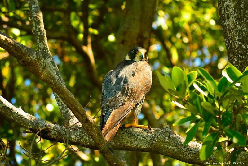 From Riviera Maya : Sian Ka'an Muyil Birdwatching with Guide - Starting Point and Overall Length