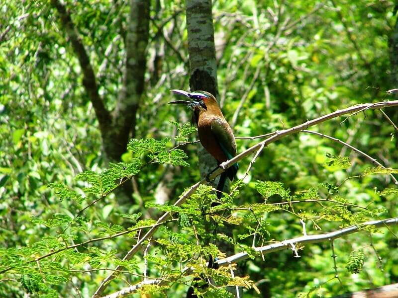 From Riviera Maya : Sian Ka'an Muyil Birdwatching with Guide - What Makes This Tour Special?