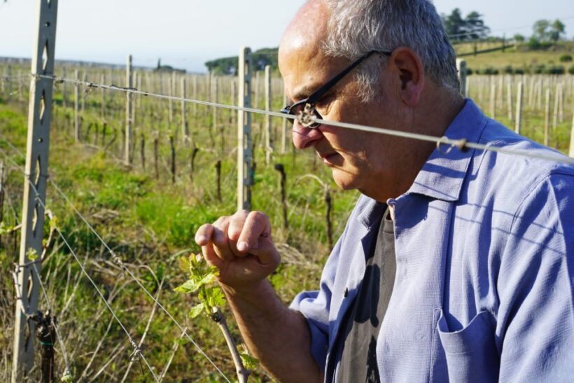 From Rome: Frascati Wine Region Tour with Wine Tasting - Authenticity and Reviews