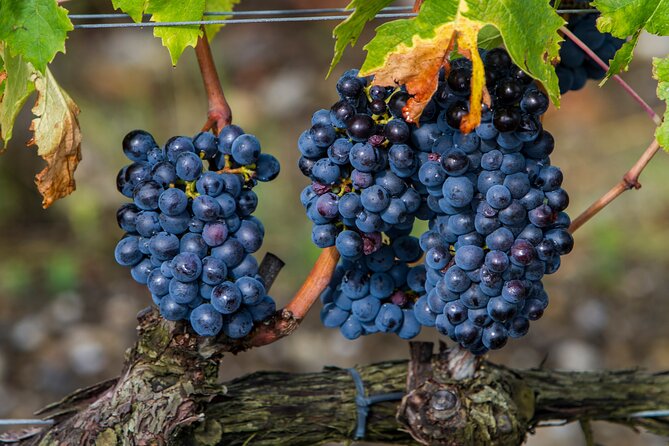 from Rome Montepulciano and Montalcino, the Wine Routes - What Makes This Tour Stand Out?