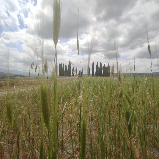 From Rome: Private Day-Tour of Tuscany - Practical Tips for Travelers