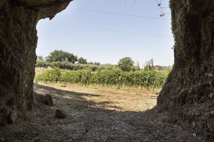 From Rome: tasting tour in cellar immersed between vineyards - Key Points