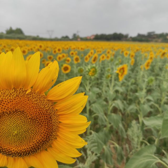 From Rome: Tuscany and Montepulciano Nobile Wine Guided Tour - Returning to Rome