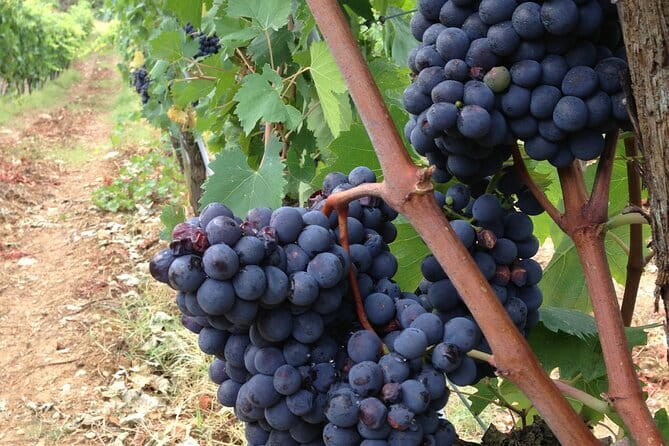 From Rome: Tuscany Wine Tour, San Gimignano & Florence - The Return to Florence and Free Time in the City