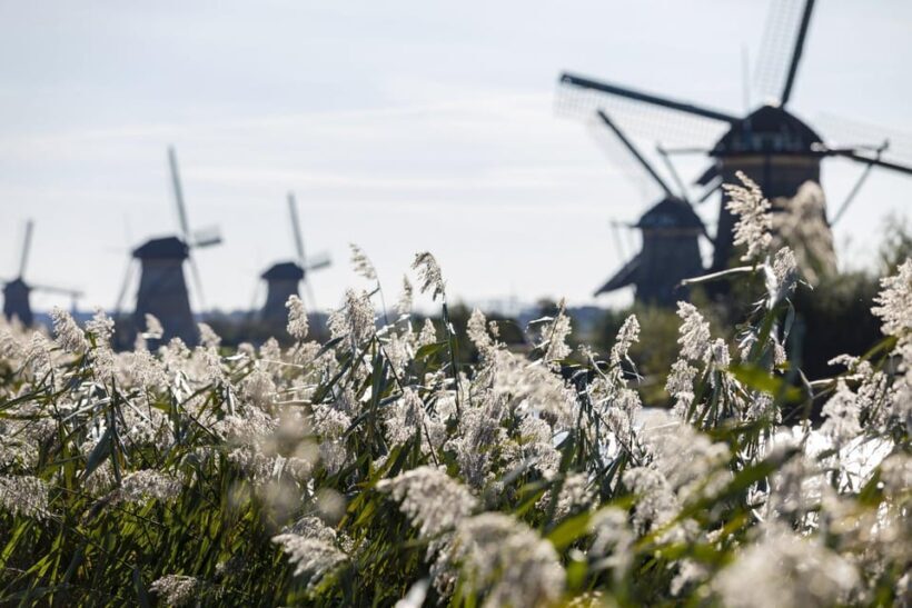 From Rotterdam: Kinderdijk, Delft & The Hague Private Tour - A Detailed Look at What to Expect