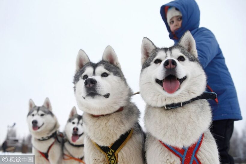 From Rovaniemi: 5km Husky Sleigh Ride - Key Points