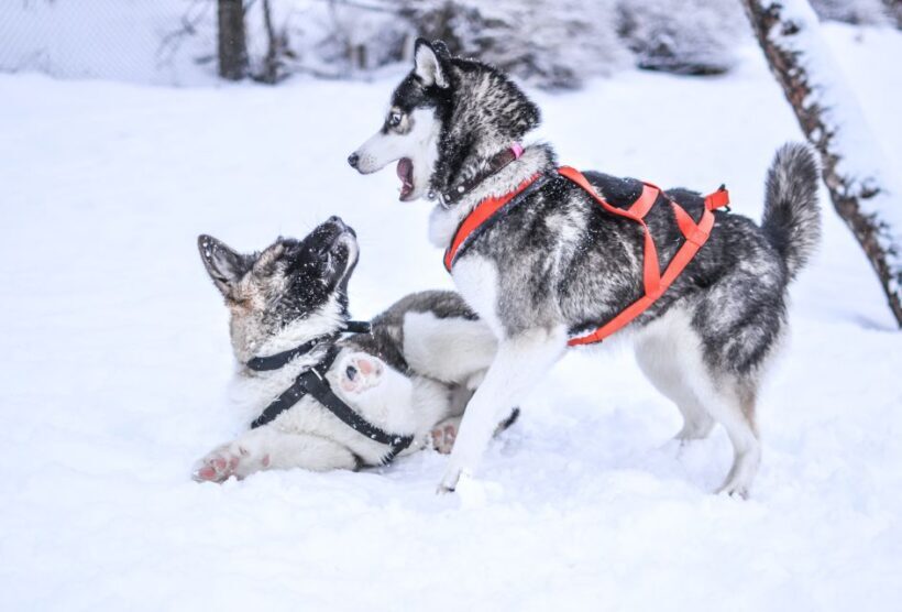 From Rovaniemi: 5km Husky Sleigh Ride - FAQ