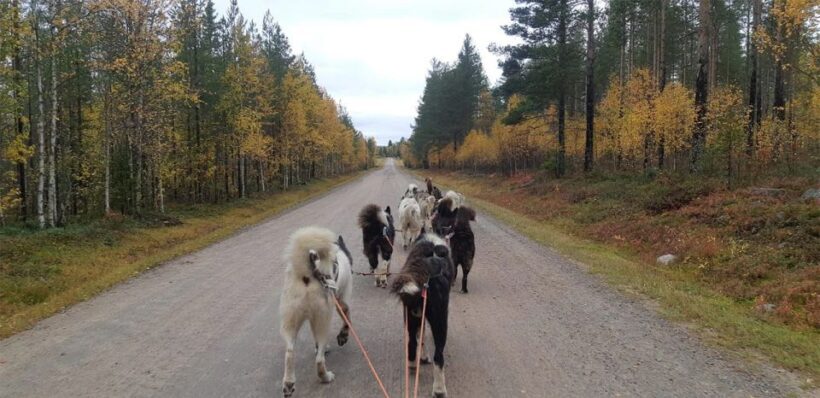 From Rovaniemi: Autumn Husky Safari Adventure - An Overview of the Husky Safari from Rovaniemi
