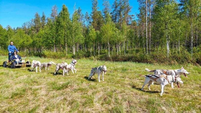 From Rovaniemi: Autumn Husky Safari Adventure - Learning About Huskies and the Farm