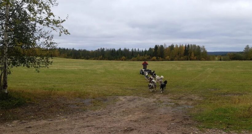 From Rovaniemi: Autumn Husky Safari Adventure - The Overall Experience and Value