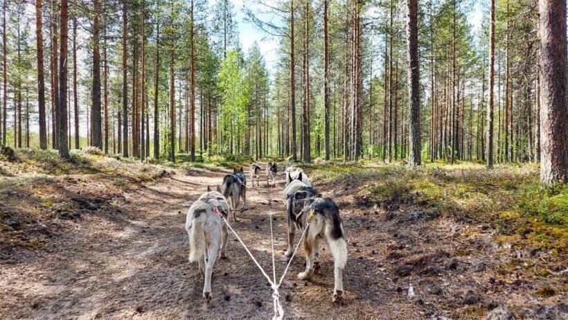 From Rovaniemi: Autumn Husky Safari Adventure - Weather and Booking Considerations