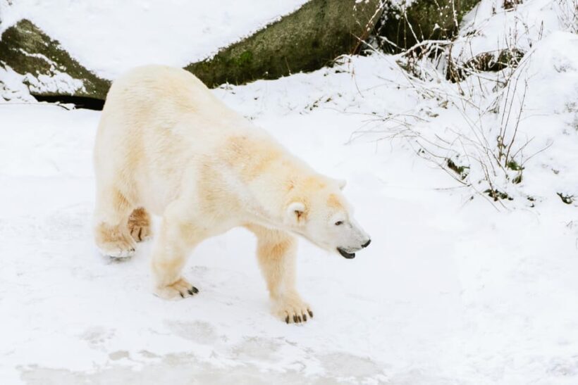 From Rovaniemi: Family Friendly Visit to Ranua Wildlife Park - Family-Friendly Arctic Wildlife Adventure from Rovaniemi to Ranua Wildlife Park