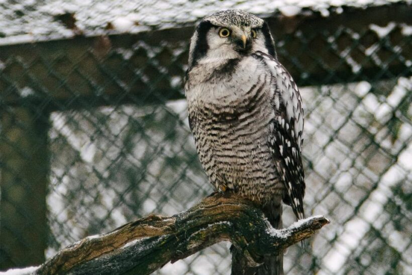 From Rovaniemi: Family Friendly Visit to Ranua Wildlife Park - FAQs