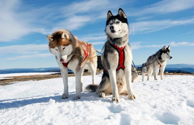 From Rovaniemi: Husky and Reindeer farm with sled ride - Final Thoughts: Who Should Consider This Tour?