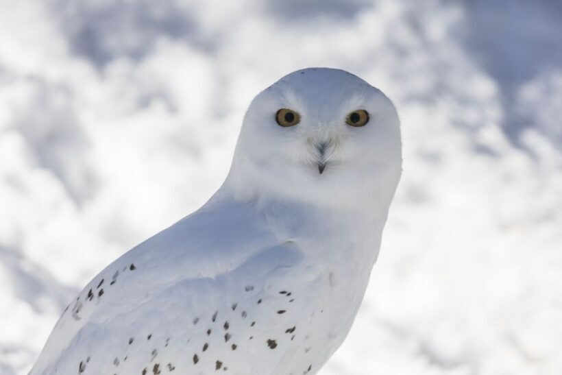 From Rovaniemi: Ranua Wildlife Park Experience - An In-Depth Look at the Ranua Wildlife Park Experience