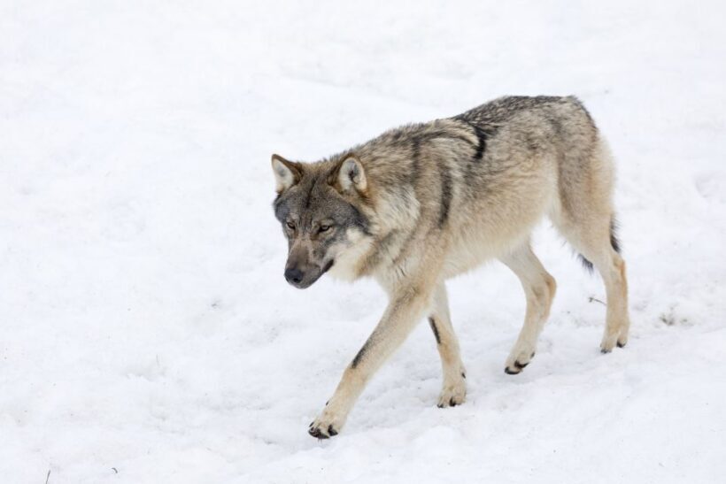 From Rovaniemi: Ranua Wildlife Park Experience - Final Thoughts: Is It Worth It?
