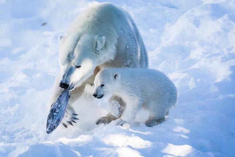 From Rovaniemi: Visit Wildlife Park in Ranua - From Rovaniemi: Visit Wildlife Park in Ranua