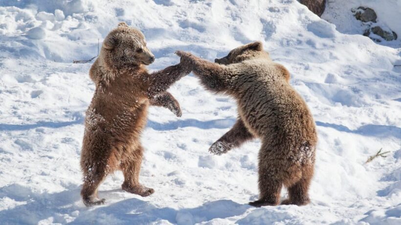 From Rovaniemi: Visit Wildlife Park in Ranua - Key Points
