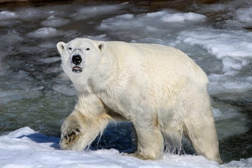 From Rovaniemi: Visit Wildlife Park in Ranua - Who Should Take This Tour?