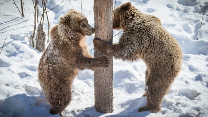 From Rovaniemi: Visit Wildlife Park in Ranua - The Sum Up