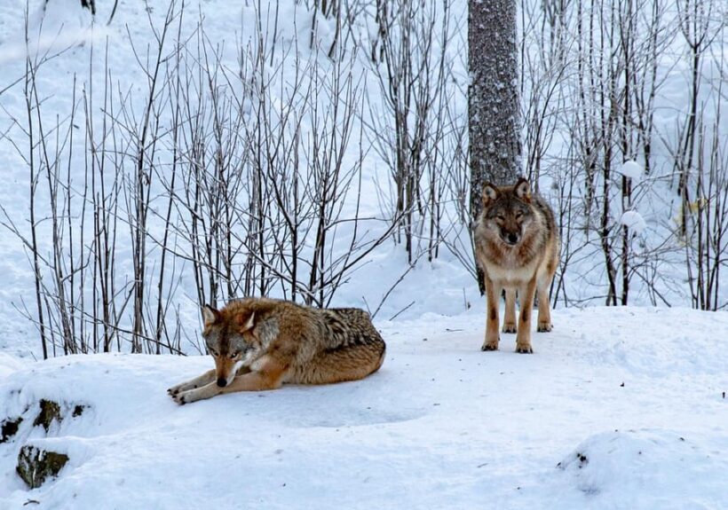 From Rovaniemi: Visit Wildlife Park in Ranua - FAQ