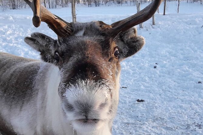 From Saariselkä: Ice Fishing Tour to Lake Inari, reindeers &lunch - The Sum Up