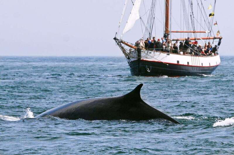 From Saint John: Saint Andrews Whale Watching Tour - Key Points