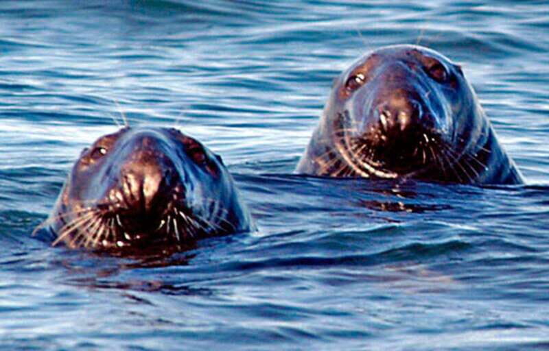From Saint John: Saint Andrews Whale Watching Tour - A Closer Look at the Saint Andrews Whale Watching Tour