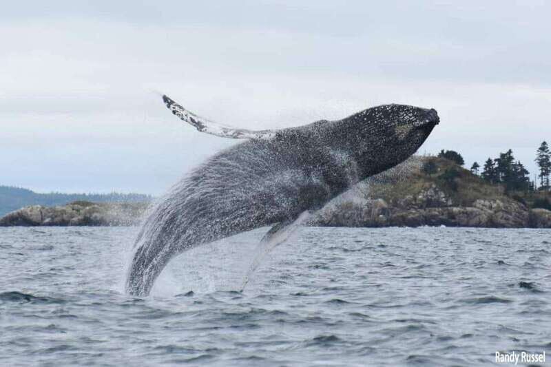 From Saint John: Saint Andrews Whale Watching Tour - The Sum Up