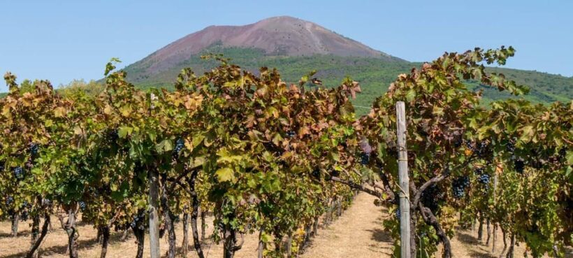 From Salerno: Pompeii and Vesuvius Winery Private Tour - A Deep Dive into the Tour Experience