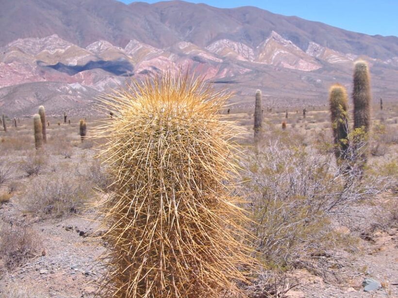 From Salta: 3-Day Cafayate, Cachi, and Humahuaca Guided Trip - An Overview of the 3-Day Salta Province Adventure