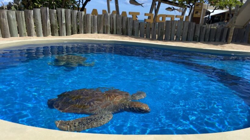 From Salvador: Praia do Forte & Guarajuba Beach Daytrip - Who Should Consider This Tour?