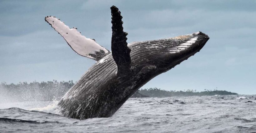 From Samaná: Whale Watching and Cayo Levantado Boat Tour - Who Will Love This Tour?