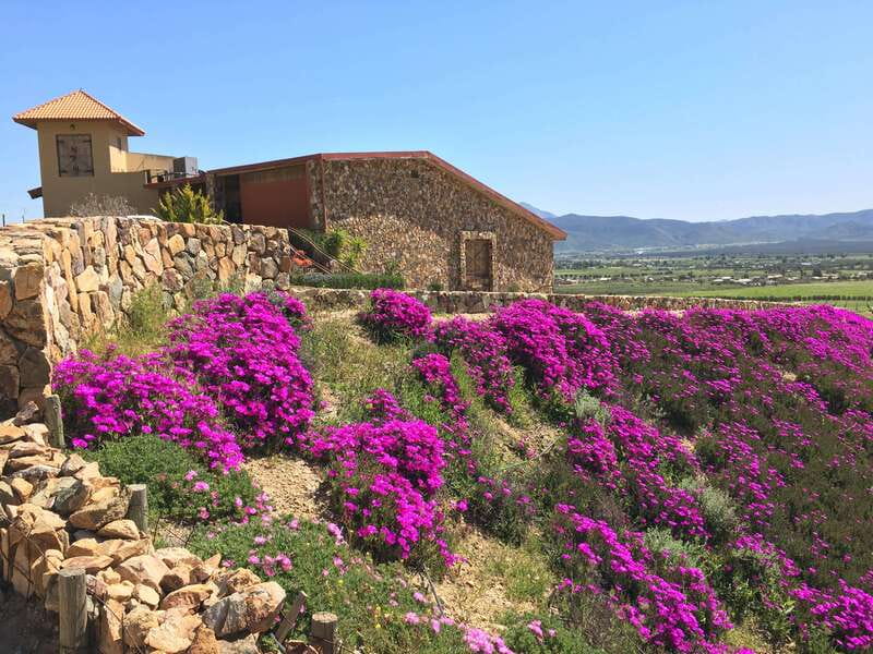 From San Diego: Valle de Guadalupe Private Wine Tasting Tour - Final Thoughts: Who Will Love This Tour?