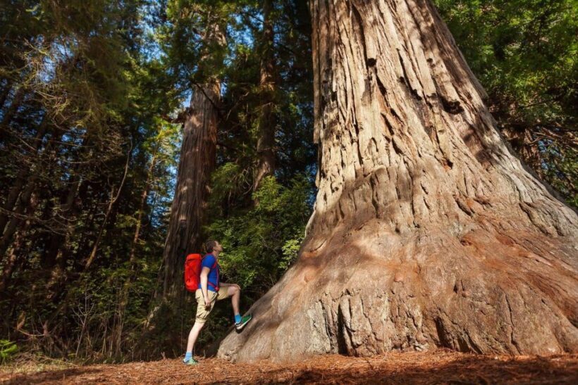 From San Francisco: 3-Day Yosemite Tour Without Hotel - Final Thoughts
