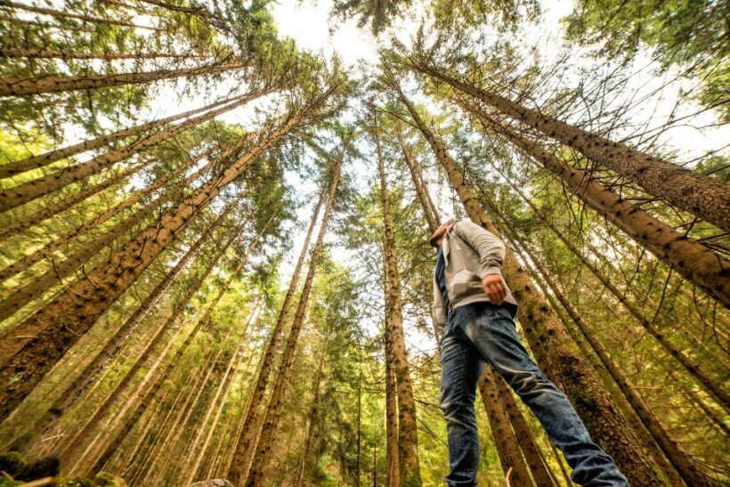 From San Francisco: Guided Muir Woods Excursion - The Itinerary in Detail