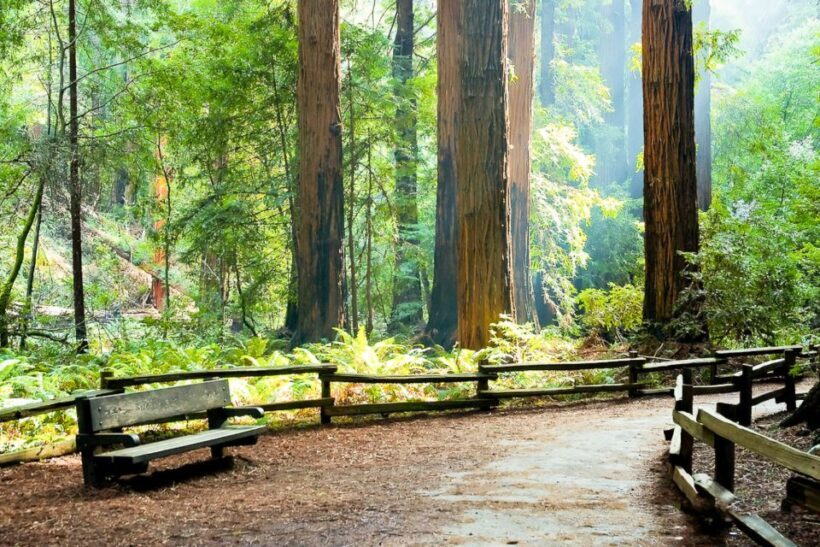 From San Francisco: Guided Muir Woods Excursion - The Value Proposition