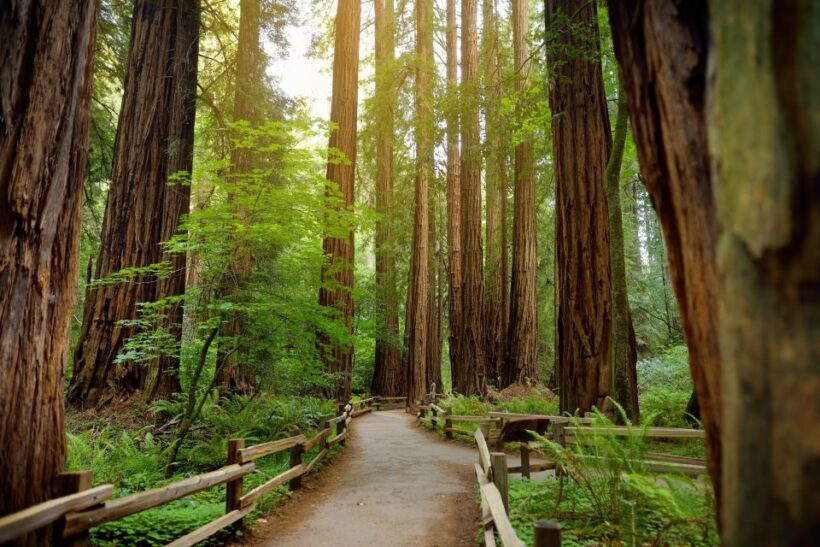 From San Francisco: Guided Muir Woods Excursion - Authentic Experiences and Local Flavor