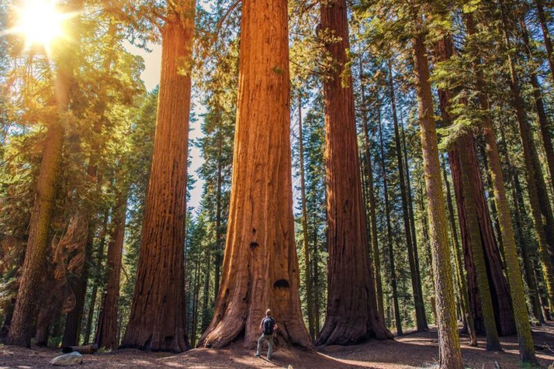 From San Francisco: Guided Muir Woods Tour - Who’s This Tour Best For?