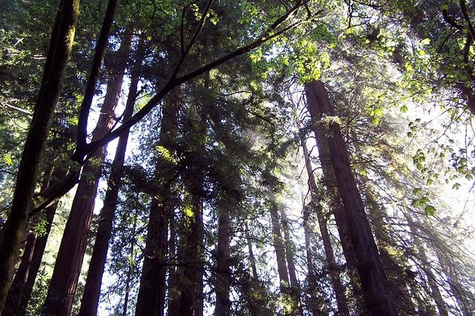 From San Francisco: Guided Tour to Muir Woods Coastal Redwoods - Guides and Guest Experience