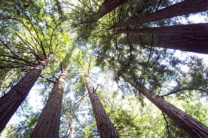 From San Francisco: Guided Tour to Muir Woods Coastal Redwoods - Practical Tips for Travelers
