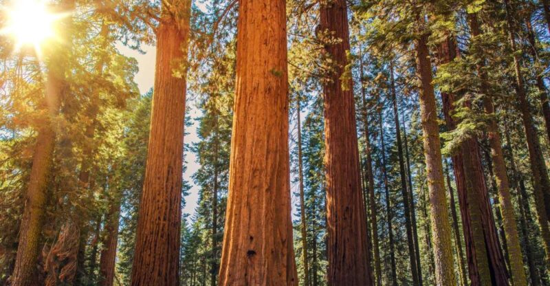 From San Francisco: Guided Tour to Muir Woods - The Sum Up
